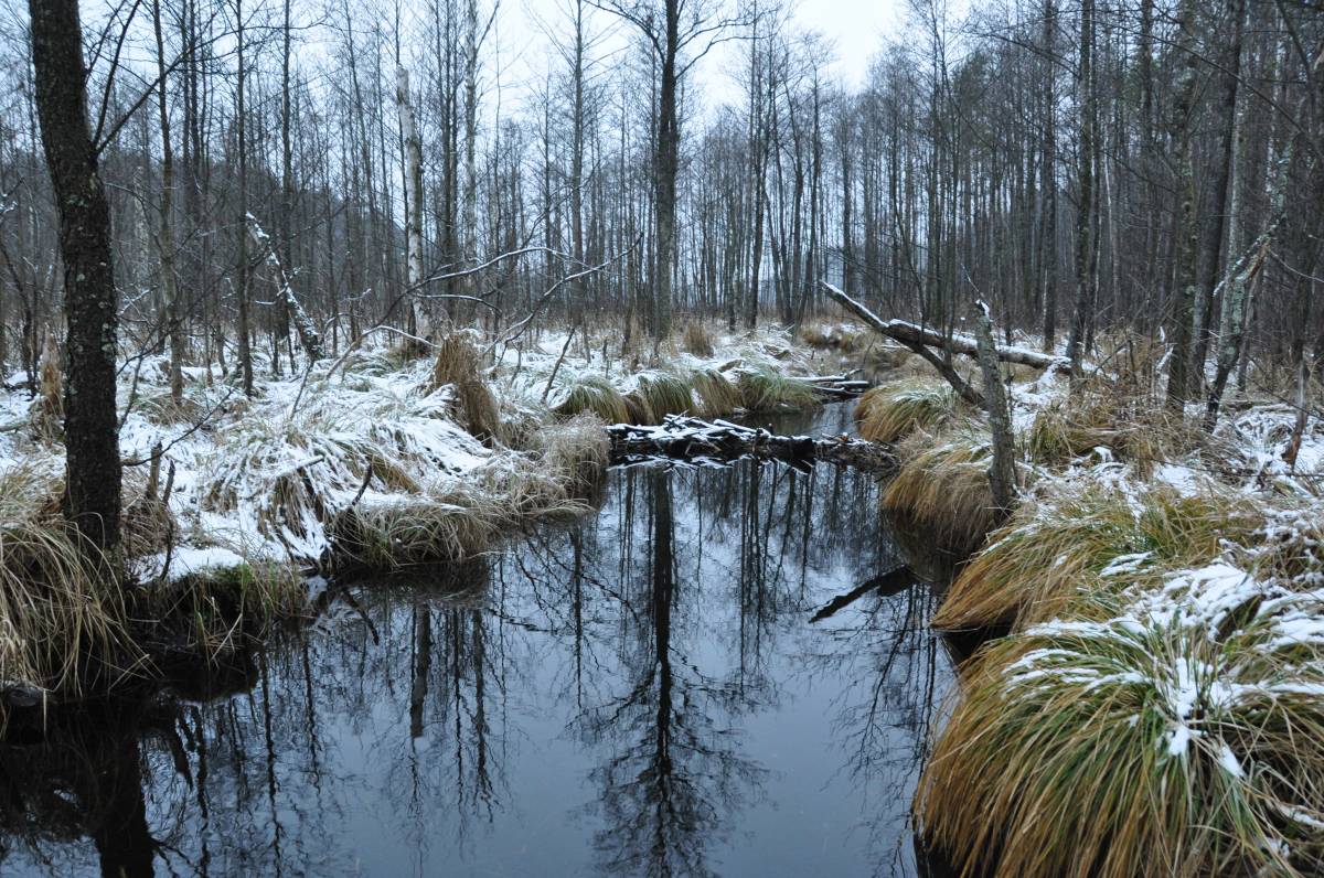 Stara Ruda (Old Ore) Nature Reserve - Augustów - events in the city of ...